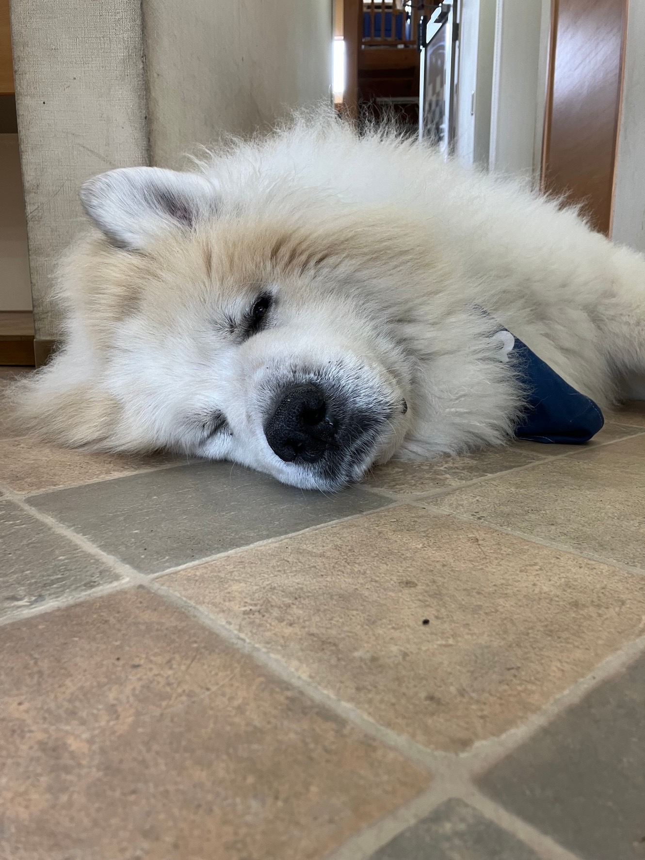 【さっしー】まだまだ暑いですね | 山崎サッシ